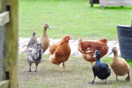 How to Keep Ducks and Chickens in the Same Coop - Backyard Poultry